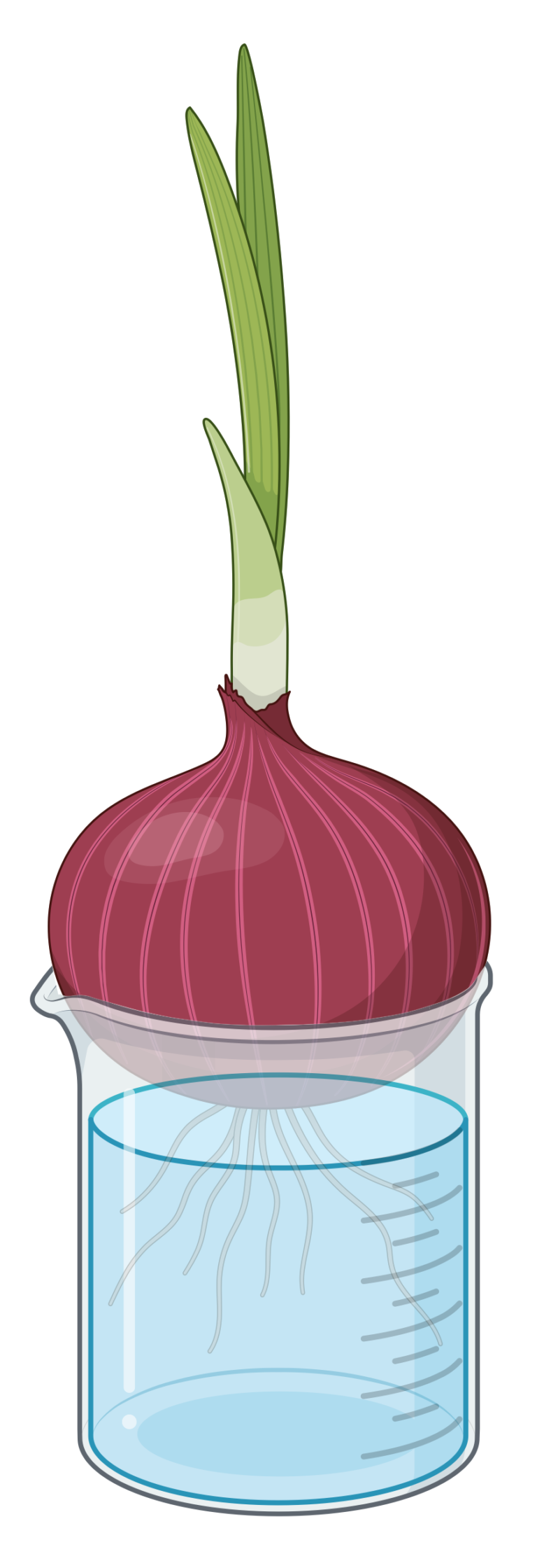 Mitosi – el Profe de Bio