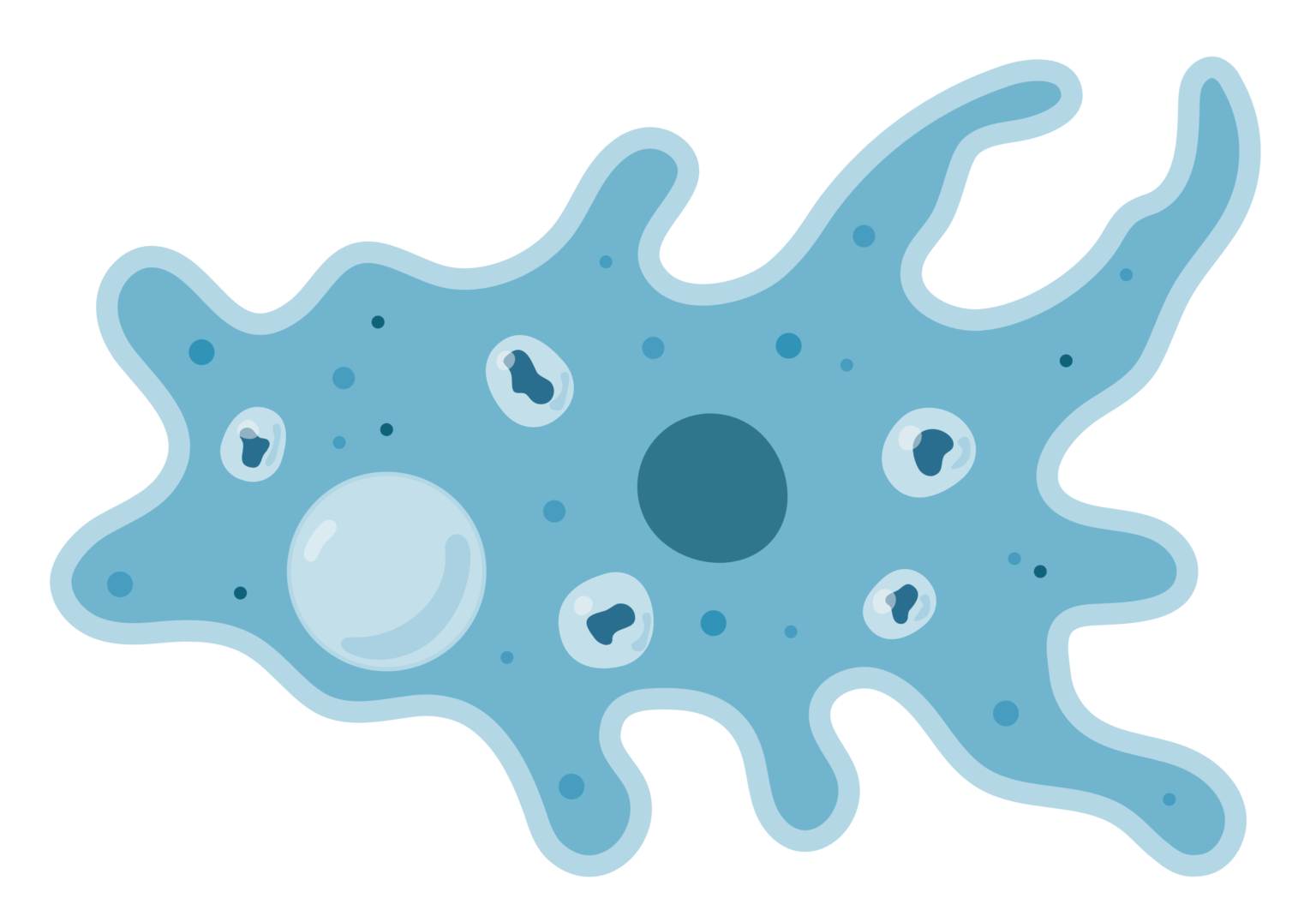 Els protoctists – el Profe de Bio