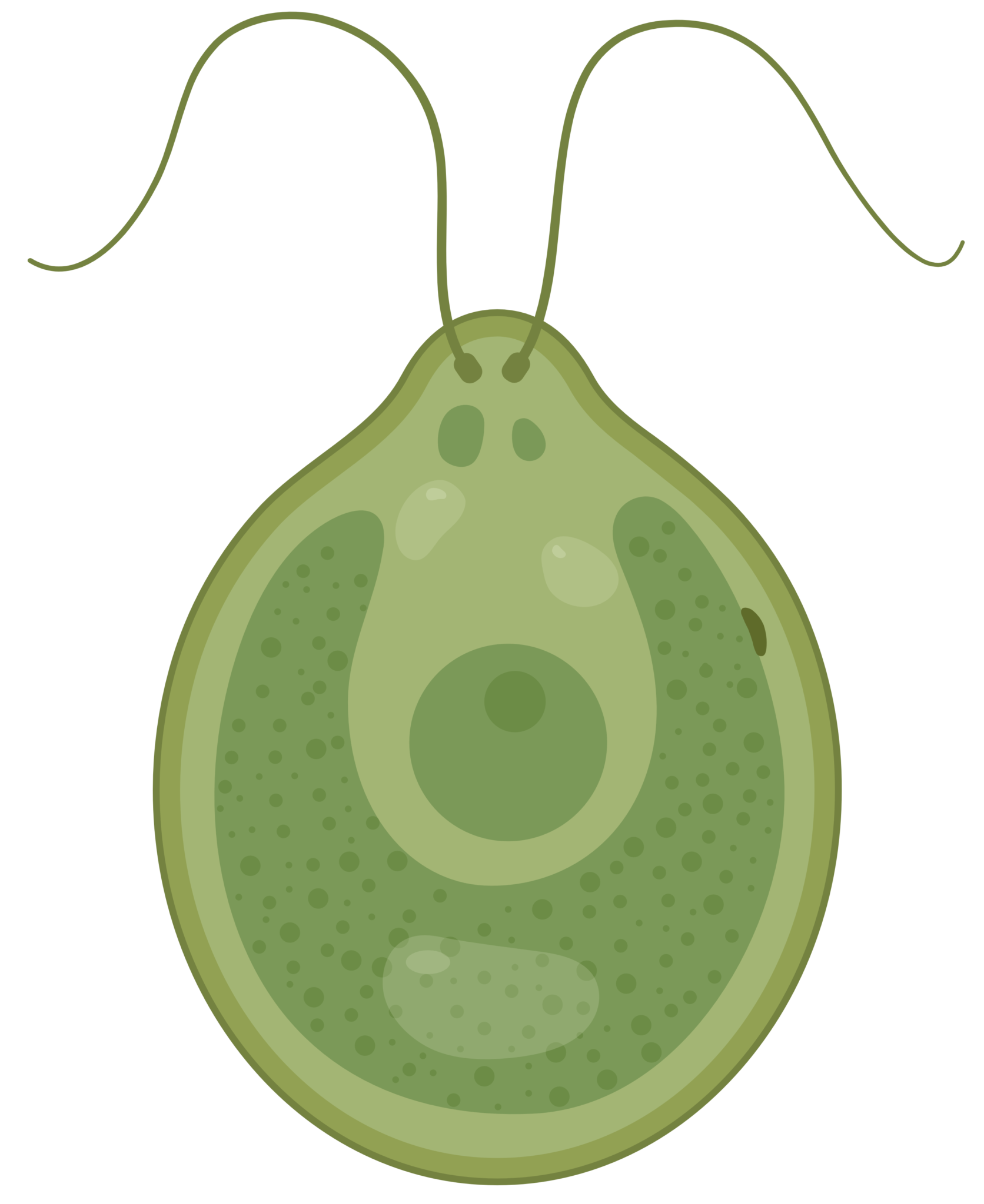 Els protoctists – el Profe de Bio