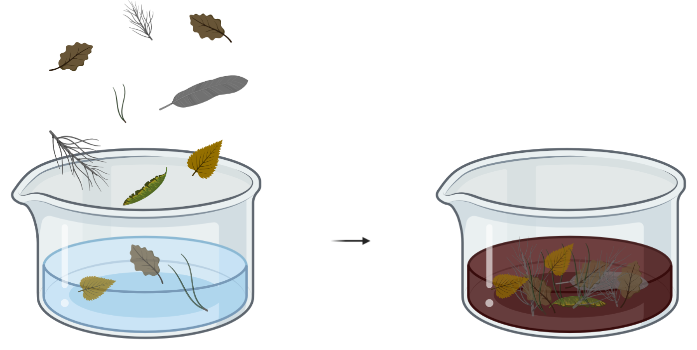 Els protoctists – el Profe de Bio