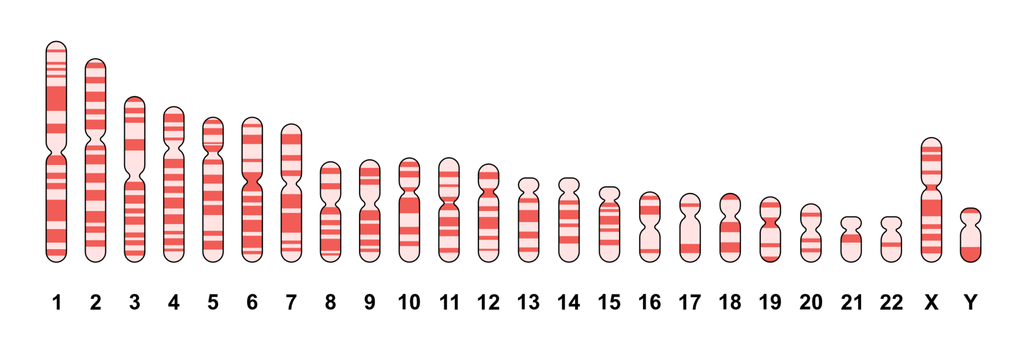 Cariotip humà – el Profe de Bio