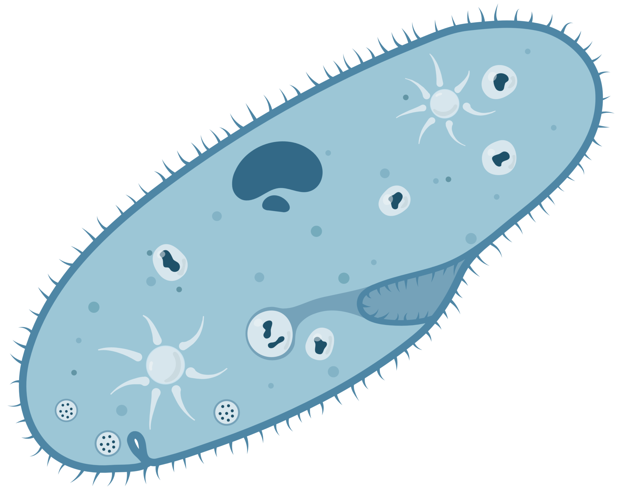 Els protoctists – el Profe de Bio