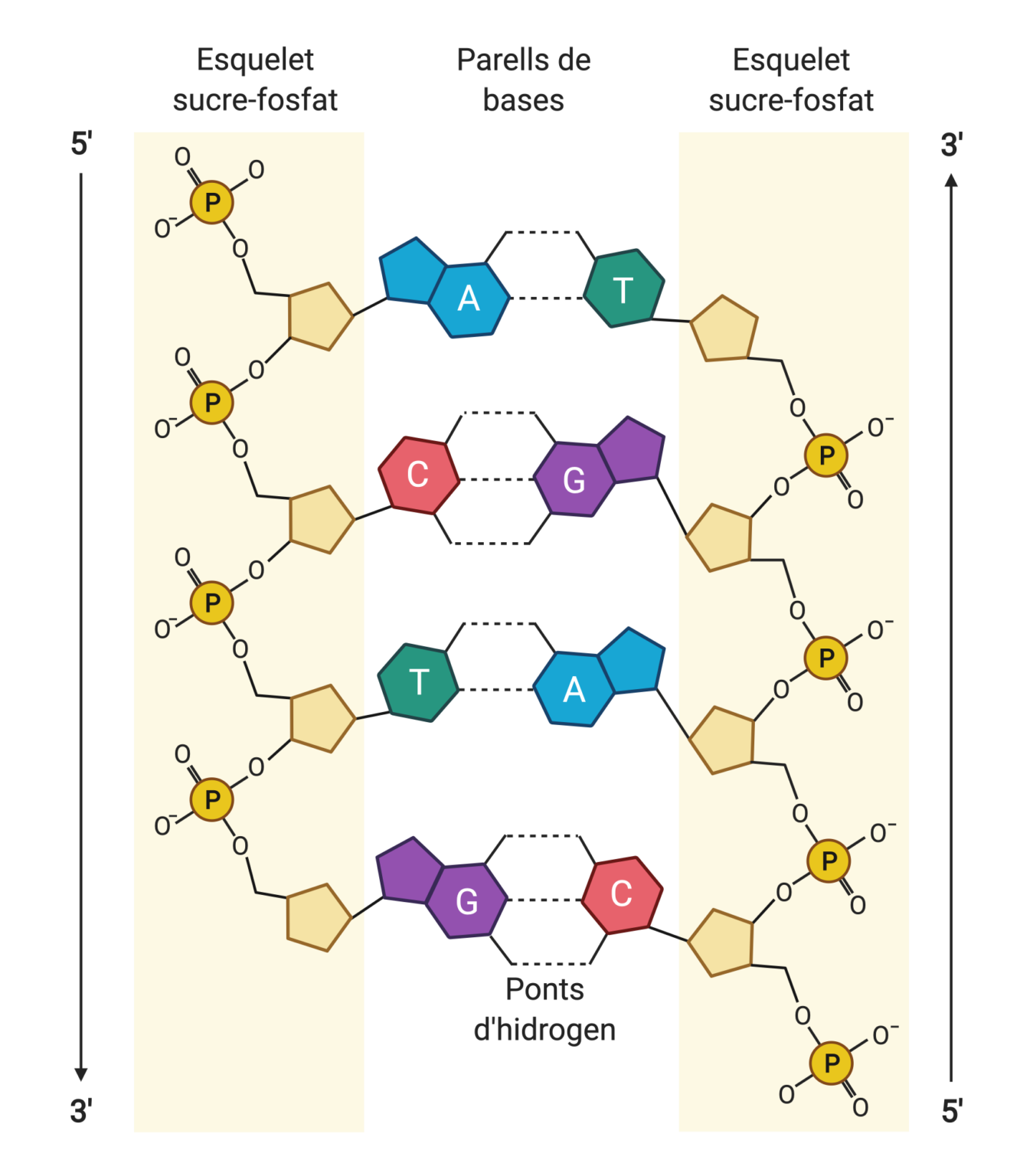 L’ADN – el Profe de Bio