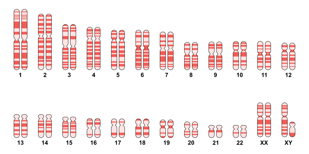 Cariotip humà – el Profe de Bio