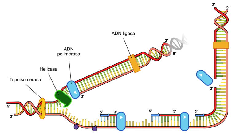 Replicació de l’ADN – el Profe de Bio