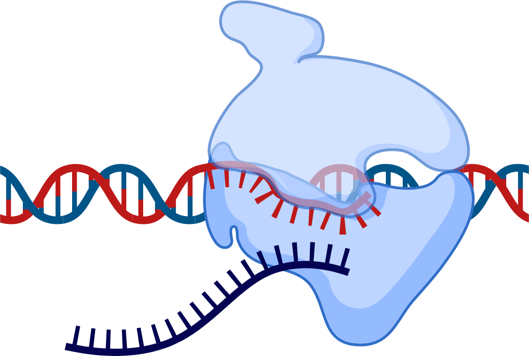 Enginyeria genètica – el Profe de Bio