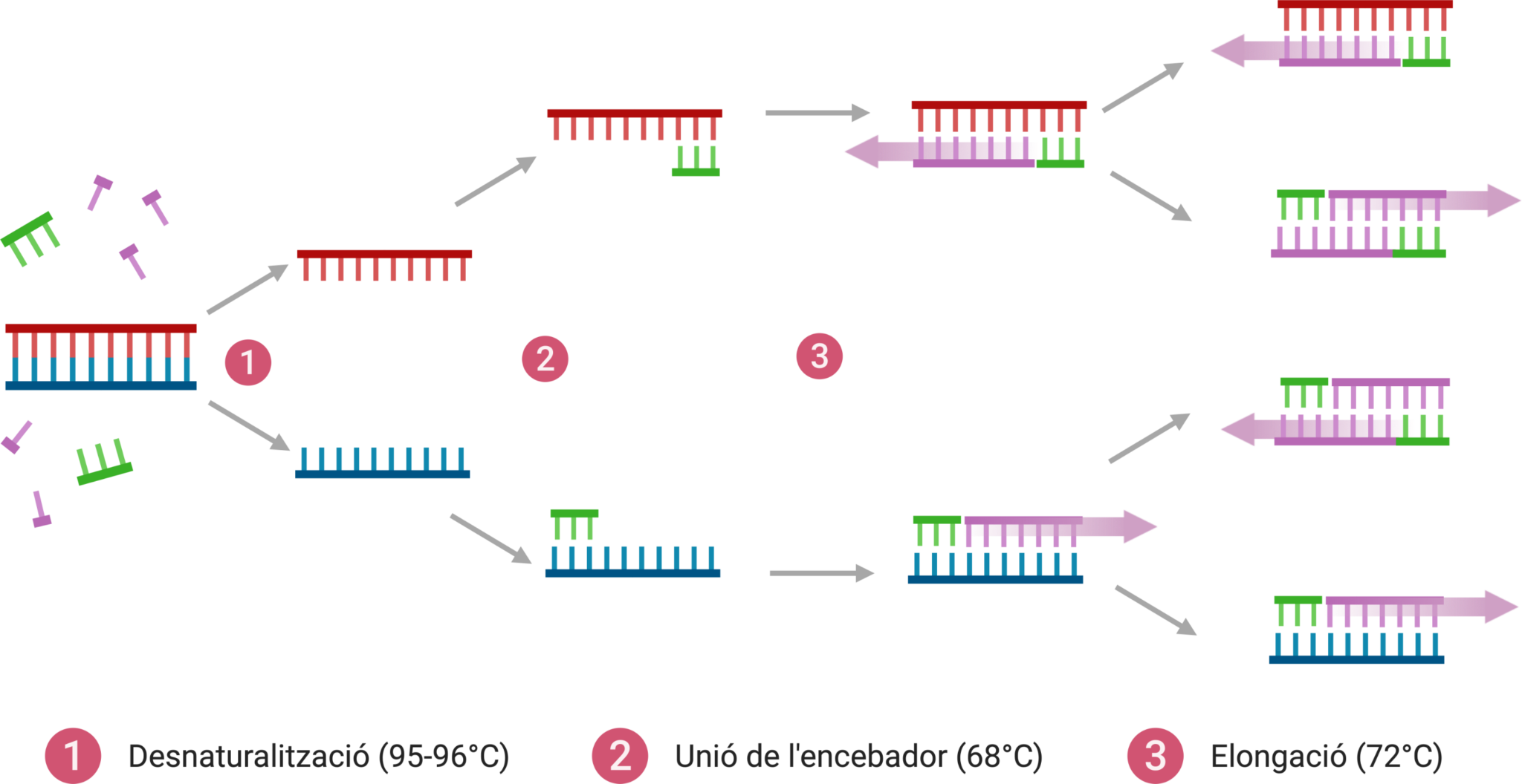 Enginyeria genètica – el Profe de Bio