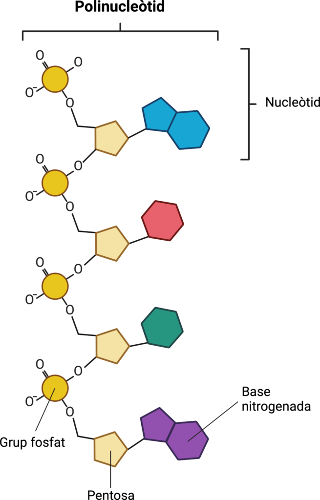 Els àcids nucleics – el Profe de Bio