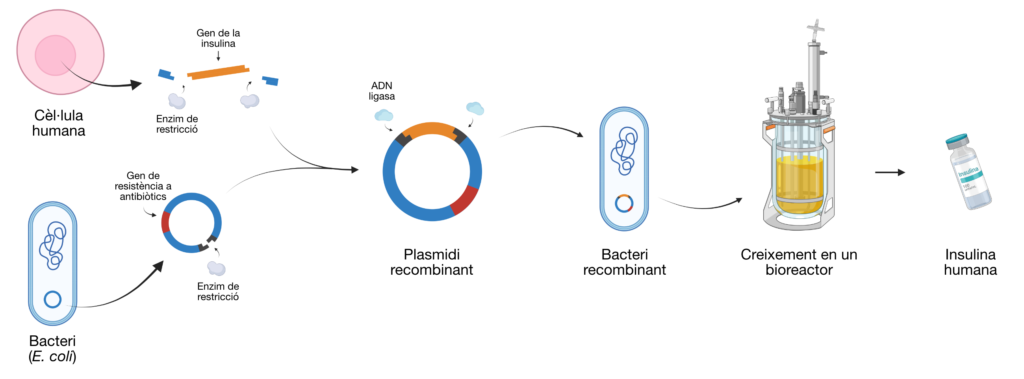 ADN recombinant: producció d’insulina – el Profe de Bio